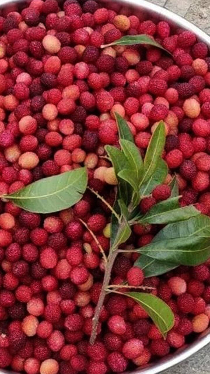 PM Modi's favorite fruit: प्रधानमंत्री मोदी को बेहद पसंद है ये पहाड़ी फल