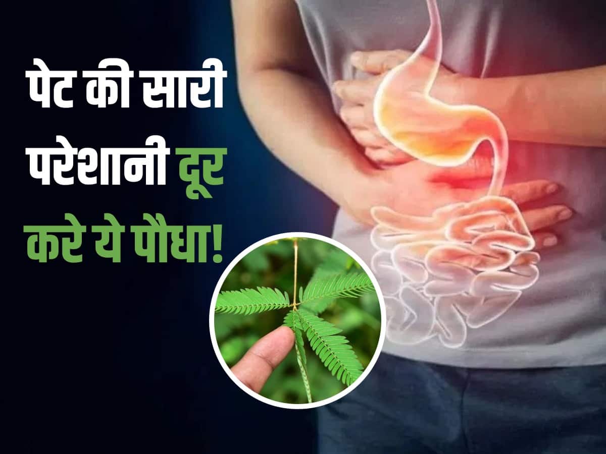 chui mui ke ped ke fayde : पेट की गंभीर से गंभीर बीमारियों के लिए ...