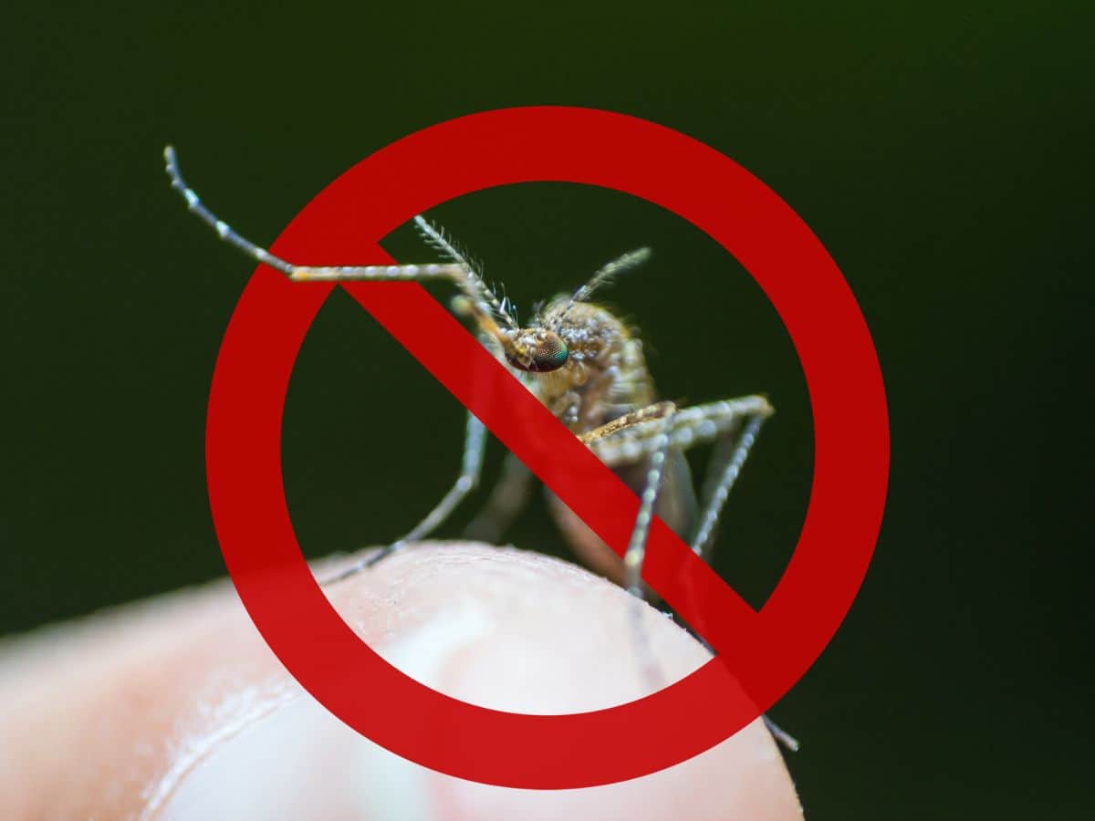 Dengue Fever Prevention and Management for Working Professionals ...