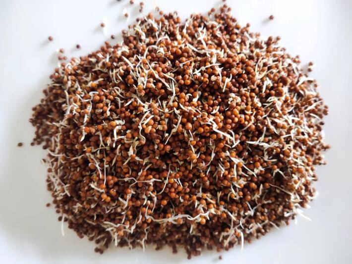 Benefits of Sprouting Ragi : सुबह खाली पेट रोजाना इस तरह से करें रागी ...