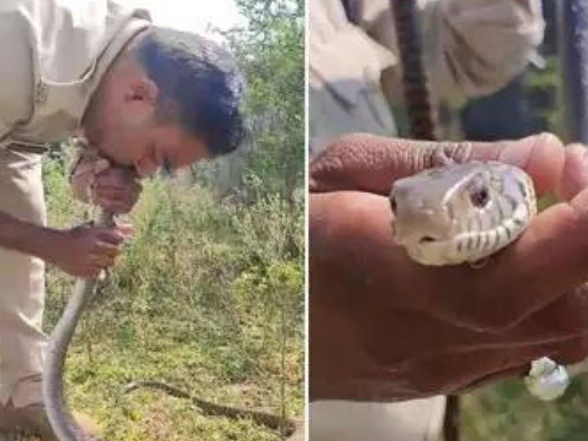 Viral Video Shows MP Policeman Giving CPR to Snake, But Veterinarians ...