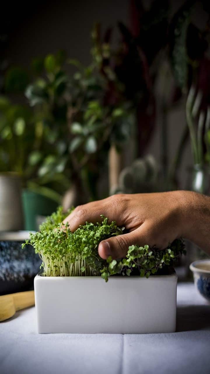 10 Microgreens You Can Easily Grow in Your Kitchen