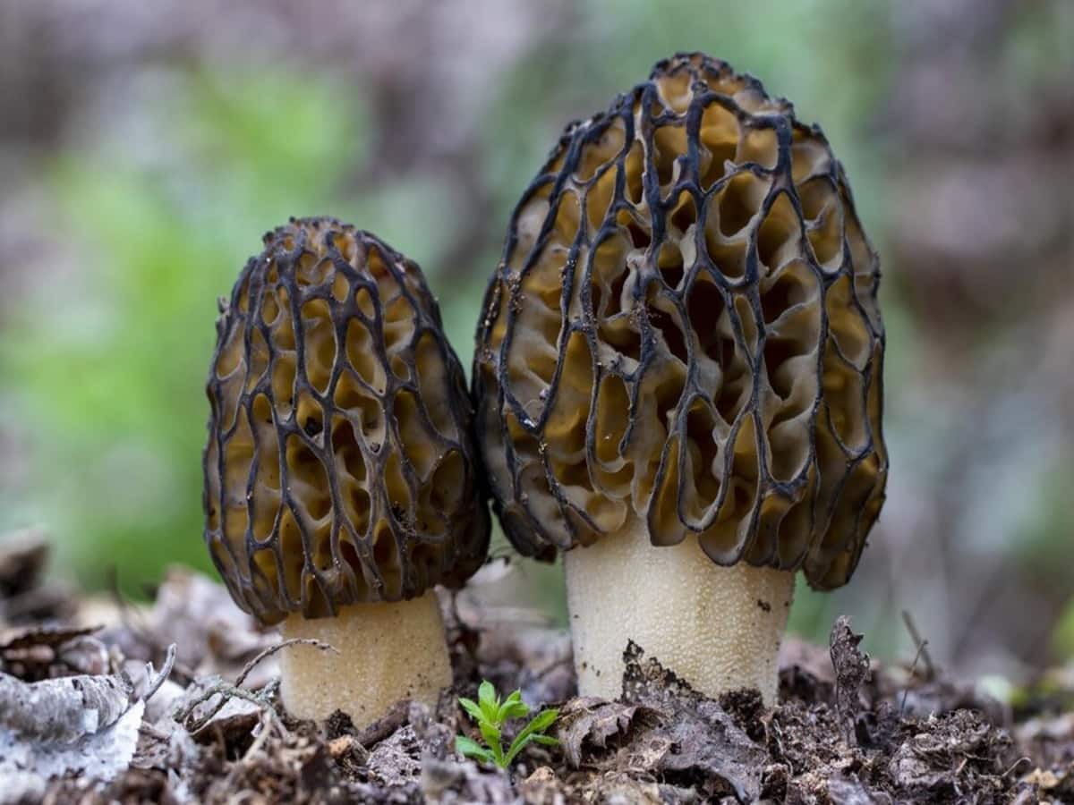 Bhagyashree Swears By The Wild Himalayan Morel Mushroom: Here's Why You Should, Too ...