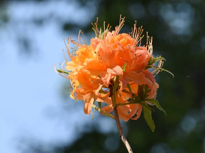 Rhododendron AKA Buransh Tea: Why This Rare Himalayan Tea Is A Must ...