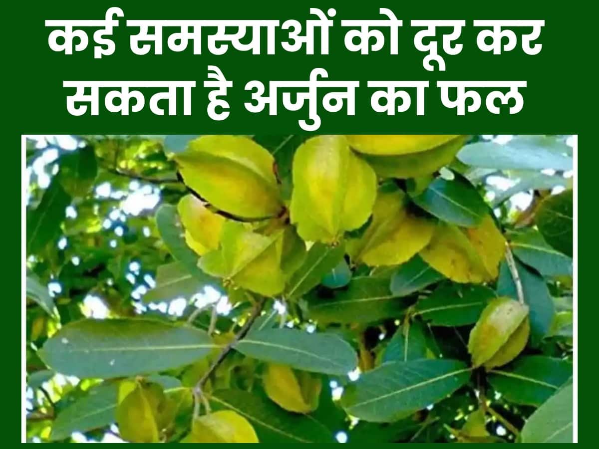 Arjun Fal Ke Fayde | हड्डियों से लेकर त्वचा की समस्याओं में फायदेमंद है ...