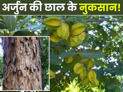 अर्जुन की छाल का इस तरह इस्तेमाल करना सेहत पर डाल सकता है बुरा असर ...