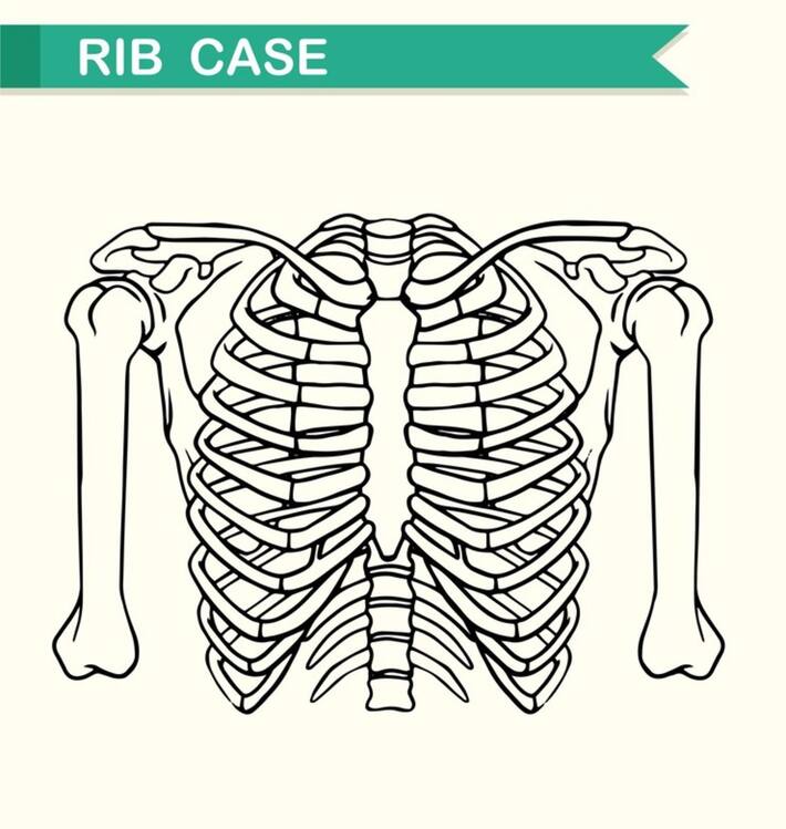 Heres Everything To Know About Cervical Ribs Or Extra Ribs