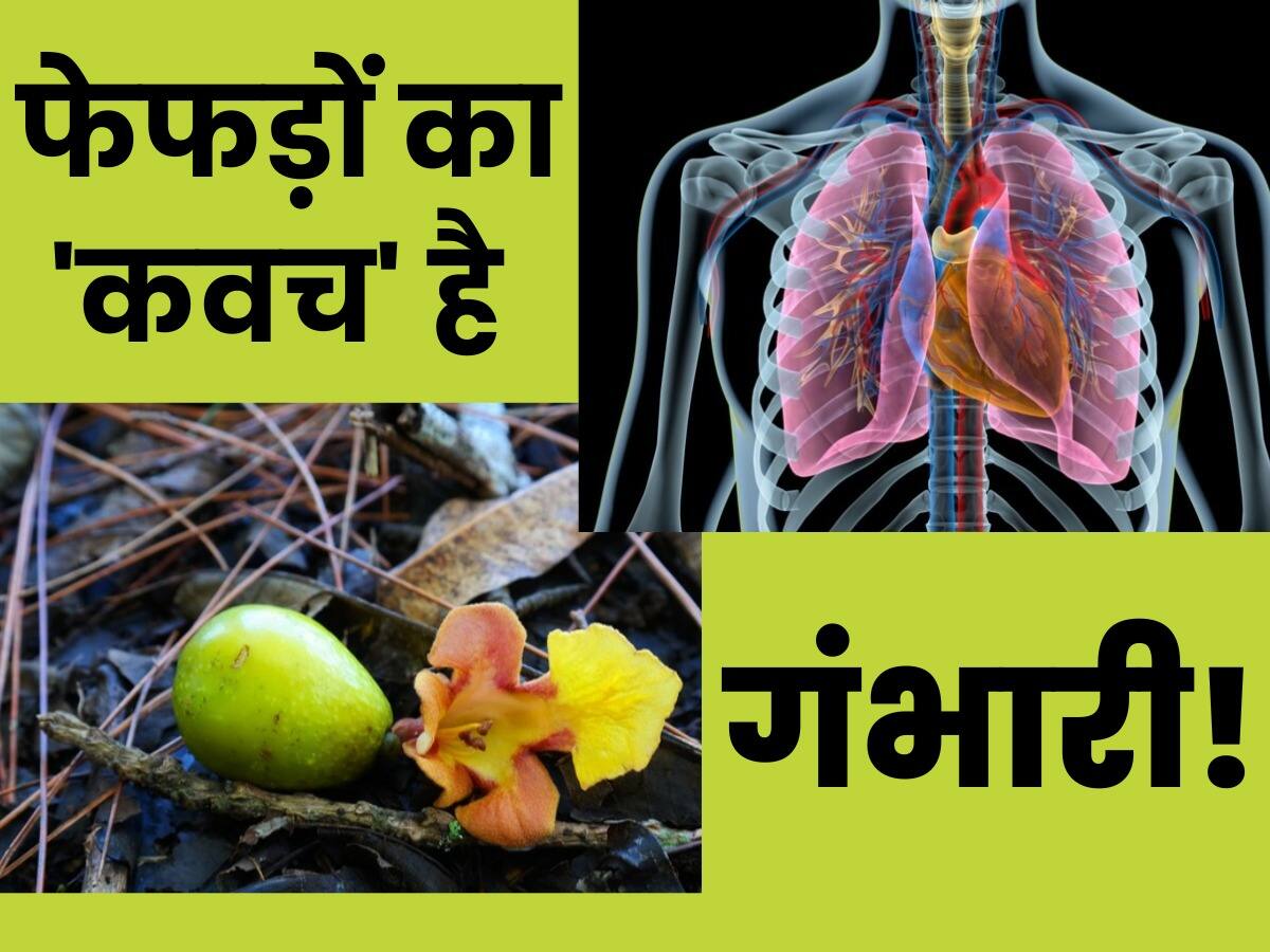 फेफड़ों का कवच है आयुर्वेद की ये खास जड़ी-बूटी, दाद-खाज से लेकर गंजापन ...