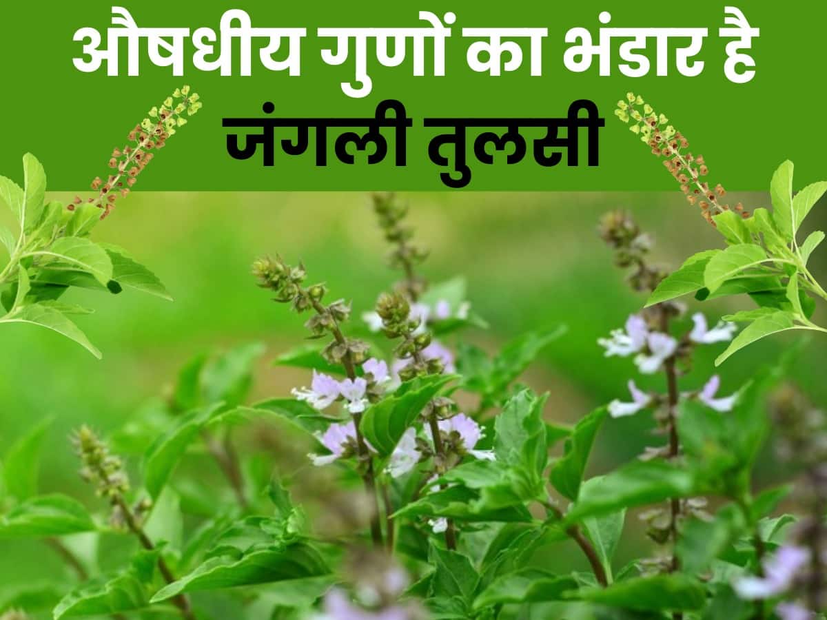 जंगली तुलसी से करें सिरदर्द से लेकर पाचन की परेशानी दूर, रोजाना इस तरह ...