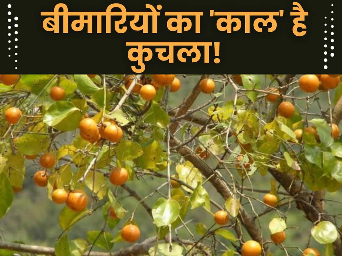 शरीर में दर्द से लेकर इंफ्लूएंजा के खतरों को कम करता है कुचला, जानें ...