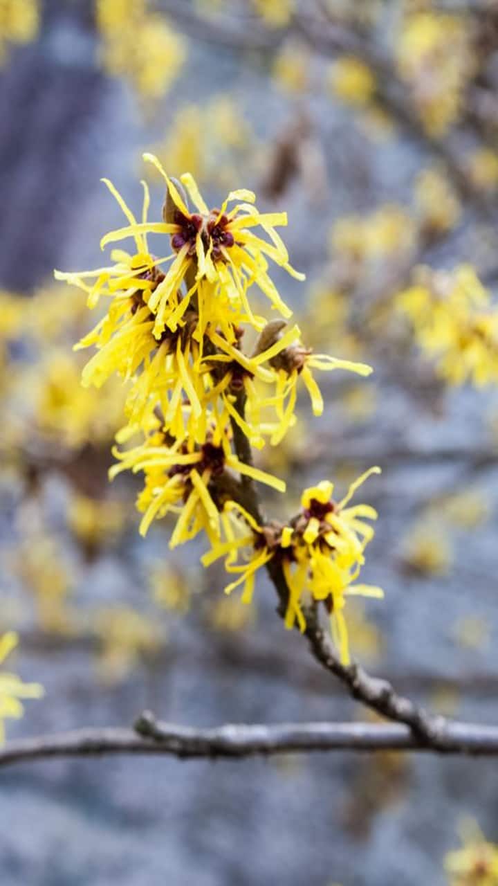 The Magic of Witch Hazel For Radiant Skin