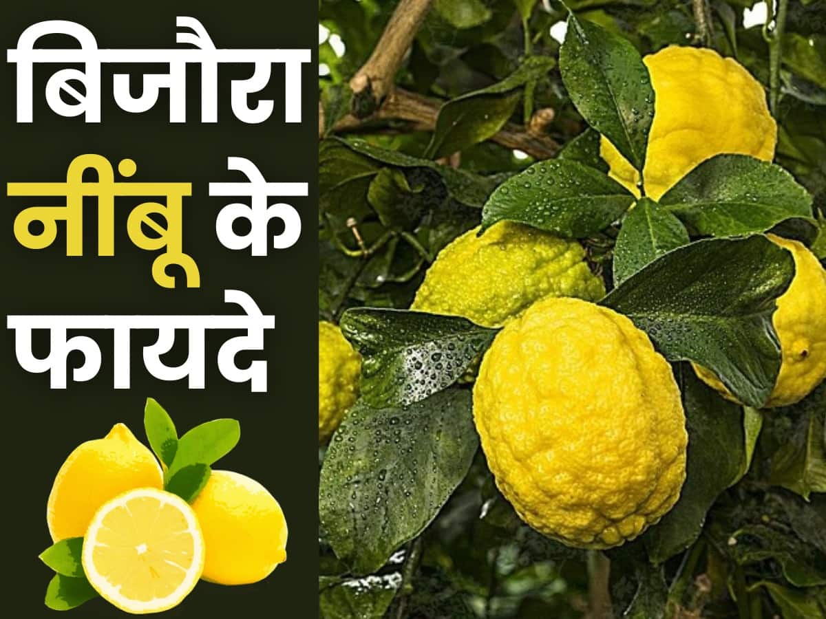 bijora fruit benefits | वजन घटाने से लेकर कैंसर से बचाने तक, जानिए ...