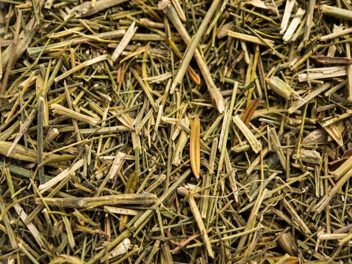 Six Reasons That Make The Bitter Chirata Plant Super Healthy ...