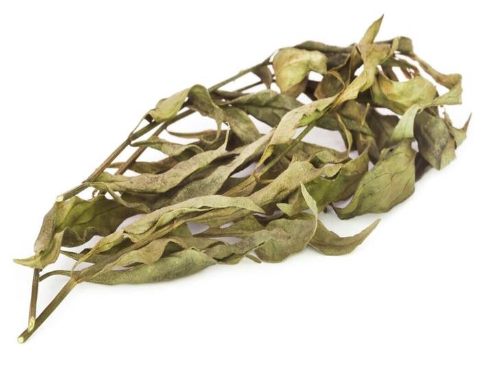 Six Reasons That Make The Bitter Chirata Plant Super Healthy ...