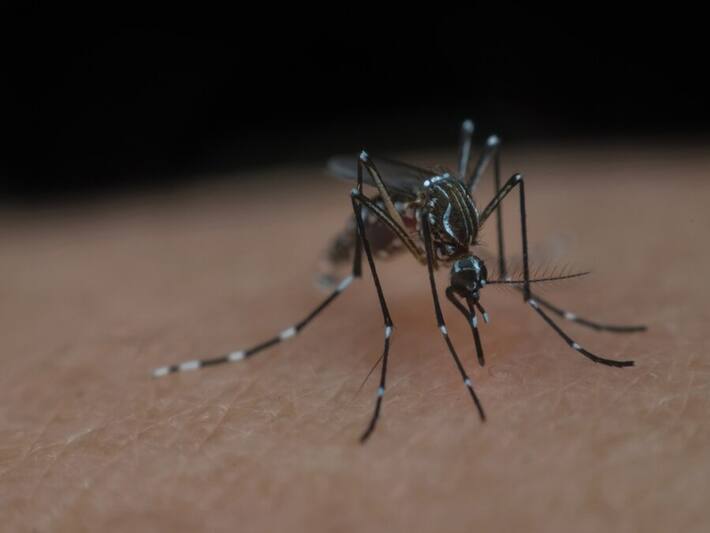 Peru In A State Of Health Emergency Caused By Dengue: Quick Facts About ...