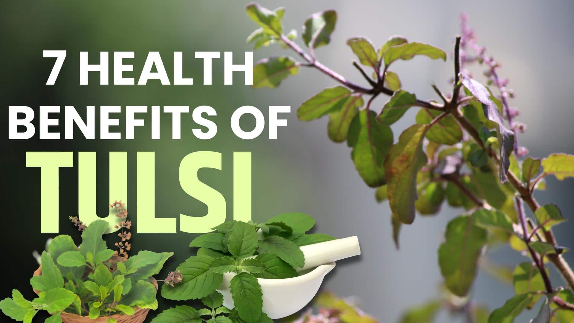 7 Curative Properties Of Tulsi: Reasons Why You Need To Keep This Plant ...