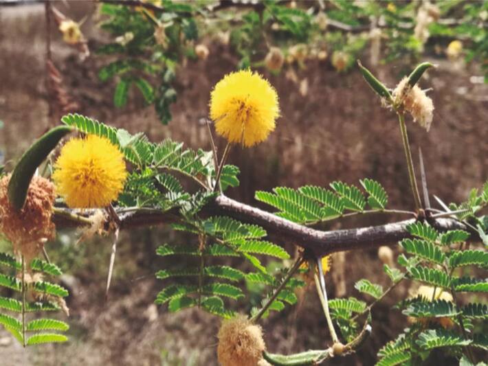 ओरल हेल्थ के लिए बहुत फायदेमंद हैं ये 5 जड़ी-बूटियां, मुंह की बदबू होगी ...