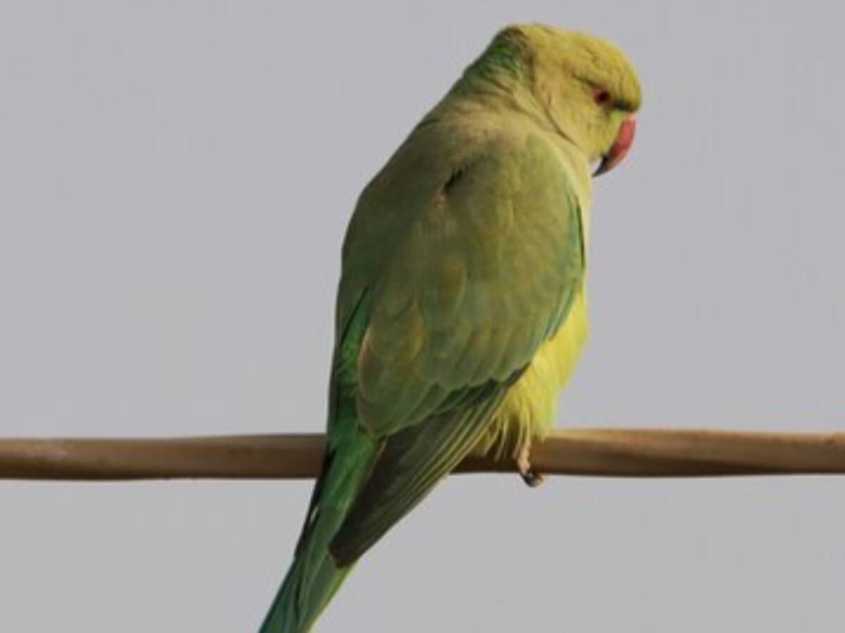 Five Dead In Europe In 'Parrot Fever’ Outbreak: Everything To Know ...