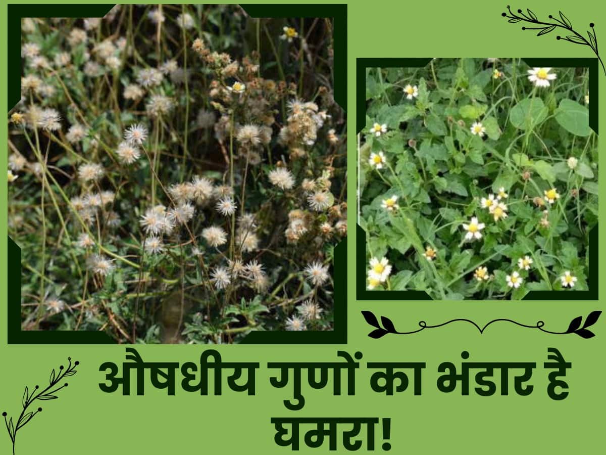 आयुर्वेद की बेहद शक्तिशाली जड़ी-बूटी है घमरा, डायबिटीज से ब्लड प्रेशर ...