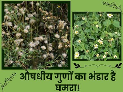 आयुर्वेद की बेहद शक्तिशाली जड़ी-बूटी है घमरा, डायबिटीज से ब्लड प्रेशर ...