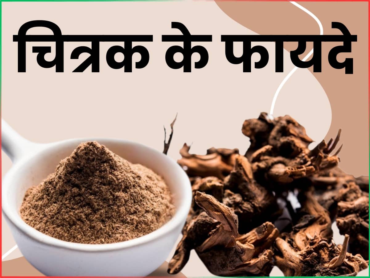Chitrak Ke Fayde | आयुर्वेद की शक्तिशाली जड़ी-बूटी है चित्रक, सर्दी ...