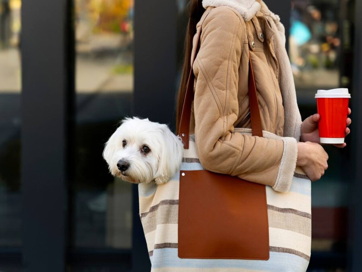 What Are CDC's New Rules For Bringing 'Healthy' Dogs Into US And ...