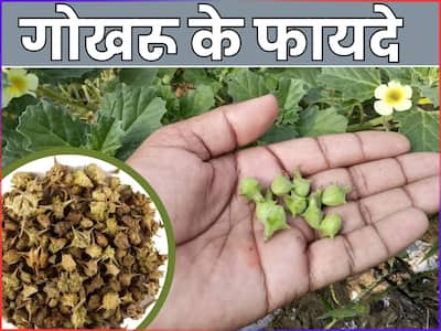 Gokhru Ke Fayde | आयुर्वेद की शक्तिशाली जड़ी-बूटी है गोखरू, यूरिन ...