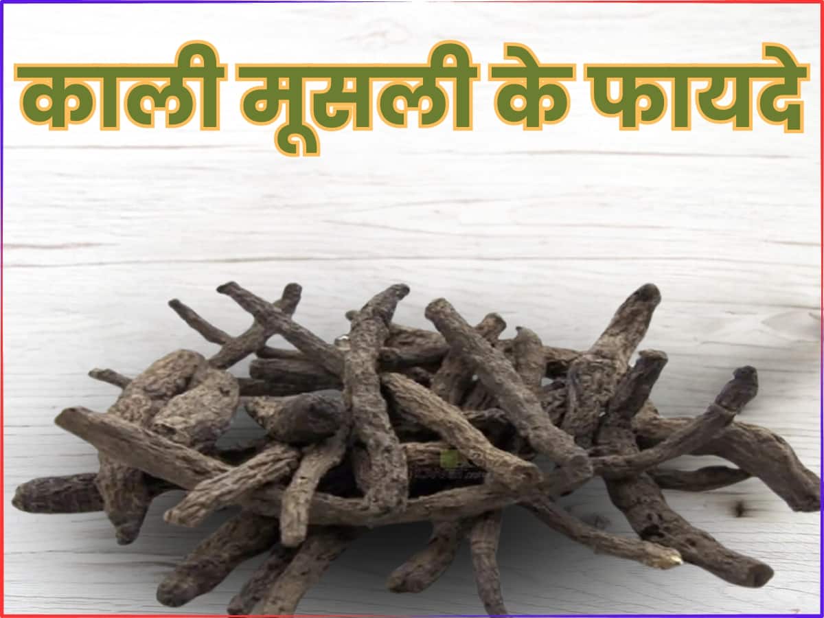 Kali Musli Ke Fayde | पेट के रोगों से लेकर त्वचा संबंधी समस्याओं को दूर ...