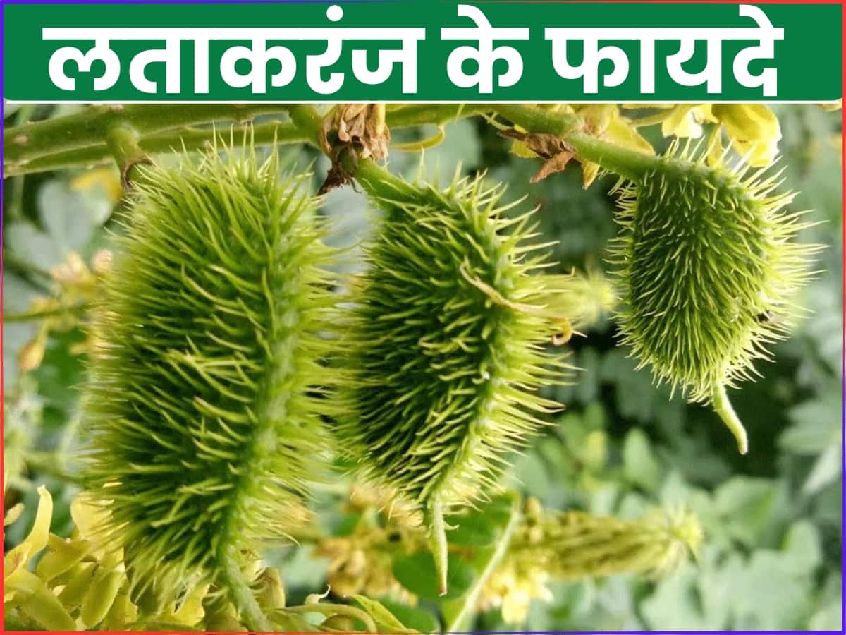 Latakaranja Ke Fayde In Hindi | आयुर्वेद की शक्तिशाली जड़ी-बूटी है ...