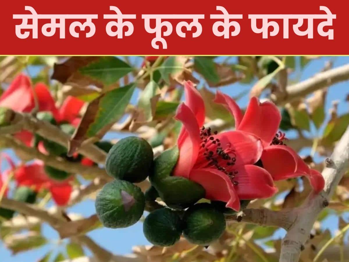 Semal Ke Phool Ke Fayde | कई गंभीर रोगों का रामबाण इलाज हैं सेमल के फूल ...