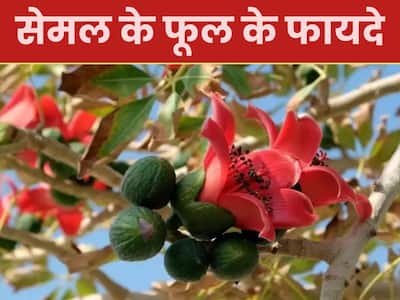Semal Ke Phool Ke Fayde | कई गंभीर रोगों का रामबाण इलाज हैं सेमल के फूल ...