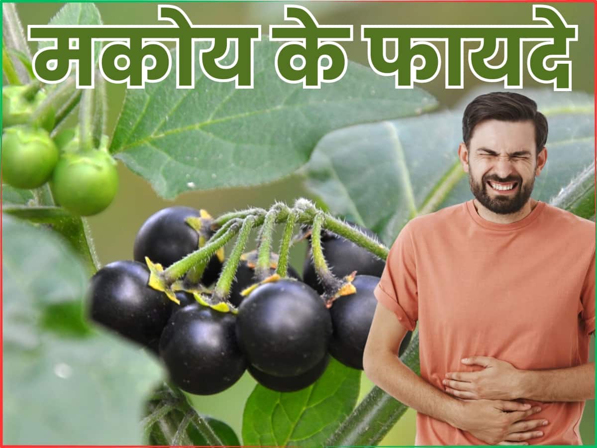Makoy Ke Fayde | गठिया के दर्द से लेकर लिवर के सूजन तक को दूर करता है मकोय, जानिए इस जड़ी-बूटी ...