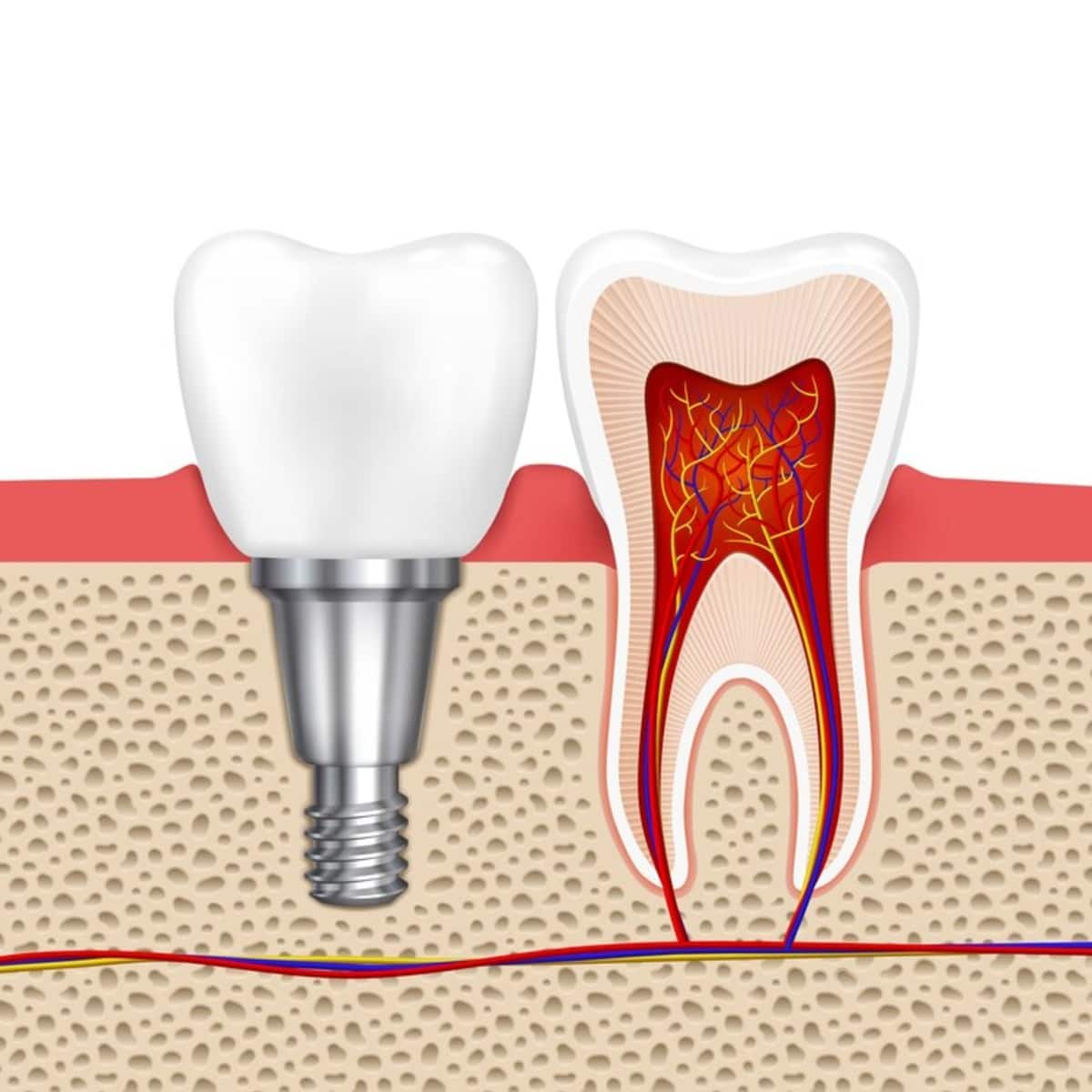 Research Brings To Humans The World's First Tooth-Regrowing Drug ...