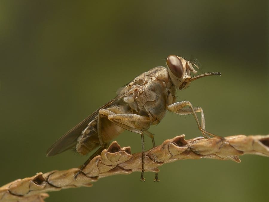 Chad Becomes First Country To Eliminate African Trypanosomiasis, Or ...