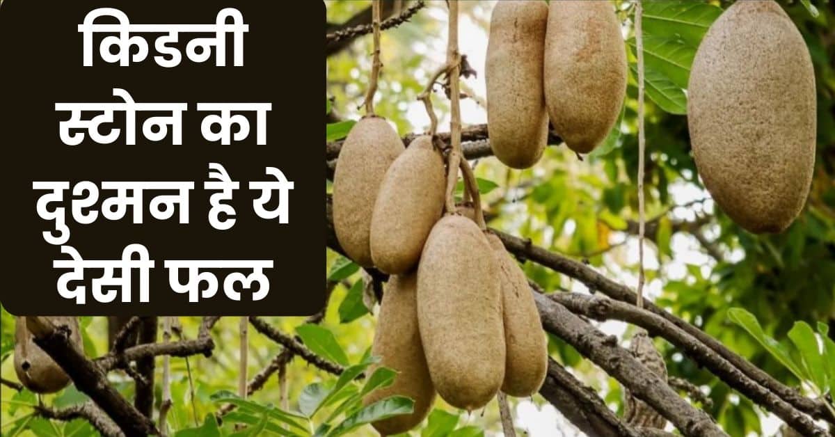 Balam Kheera Ke Fayde: पीलिया और बुखार को छूमंतर करता है बालम खीरा का ...