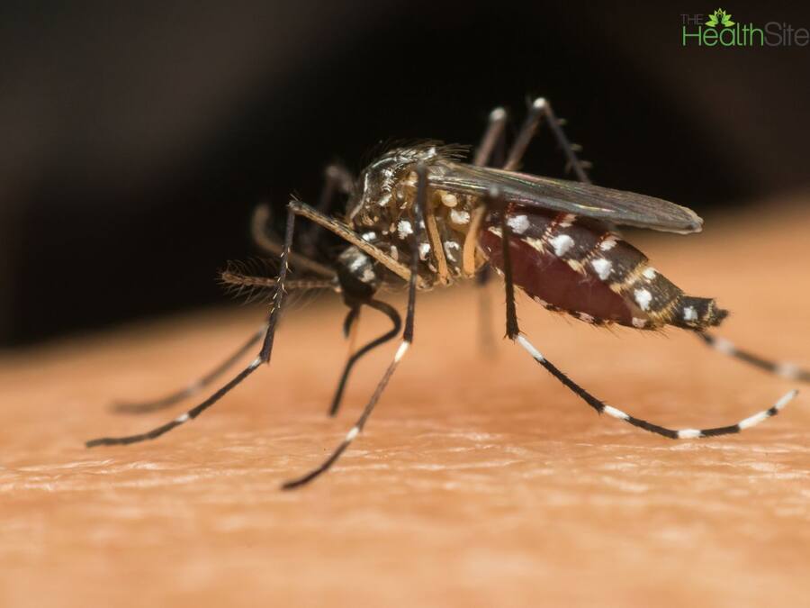 Dengue Outbreak In India: With Over 1,000 Cases Reported In 3 Weeks ...