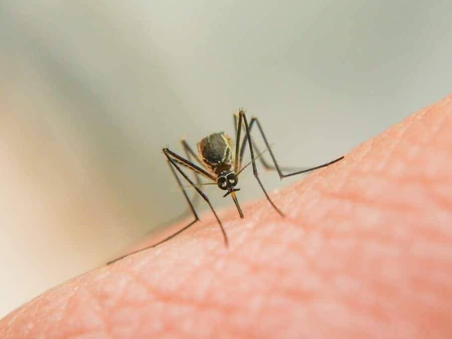 Zika Virus Alert In Karnataka: 74-Year-Old Man Succumbs To Infection ...