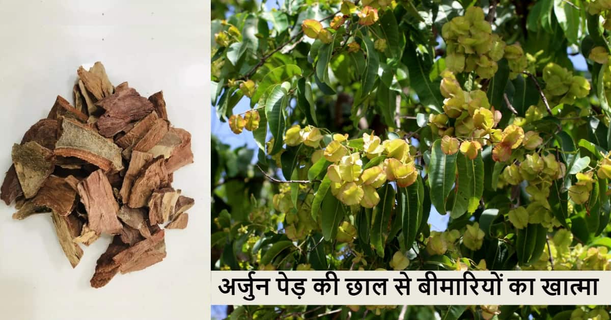शरीर में छिपी इन 5 बीमारियों का काम तमाम करेगी अर्जुन की छाल, बस बरतनी ...