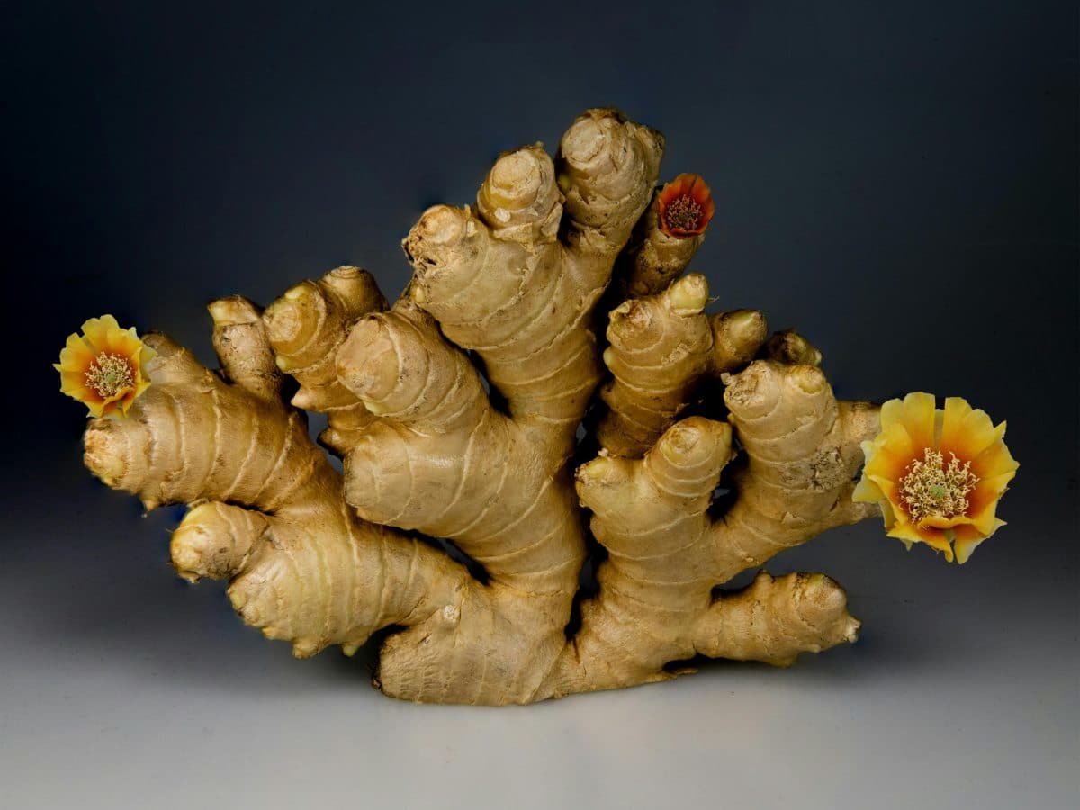 Consume Ginger In These 5 Ways To Boost Immunity Amid Viral Outbreaks ...