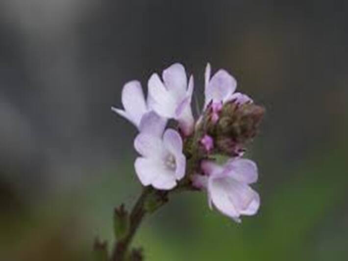 Vervain: What Are The Health Benefits Of This Rare Herb ...