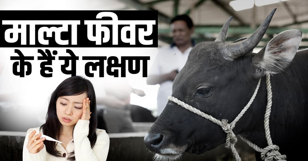 Malta Fever Symptoms: माल्टा फिवर के बढ़ सकते हैं मामले! जानें क्या हैं ...