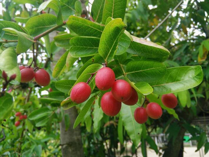 4 Lesser-known Fruits With Amazing Health Benefits | TheHealthSite.com