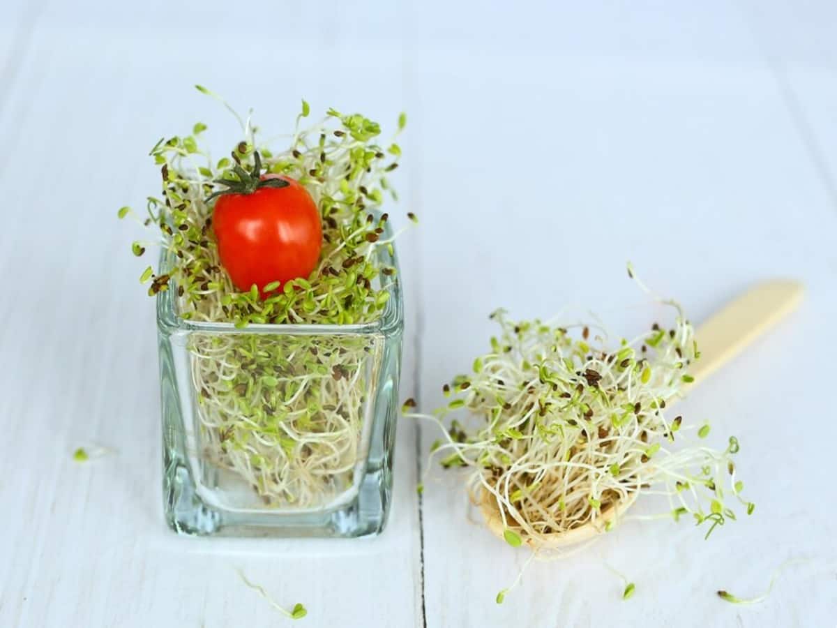 Morning Superfood: 10 Amazing Health Benefits of Eating Sprouts Every ...