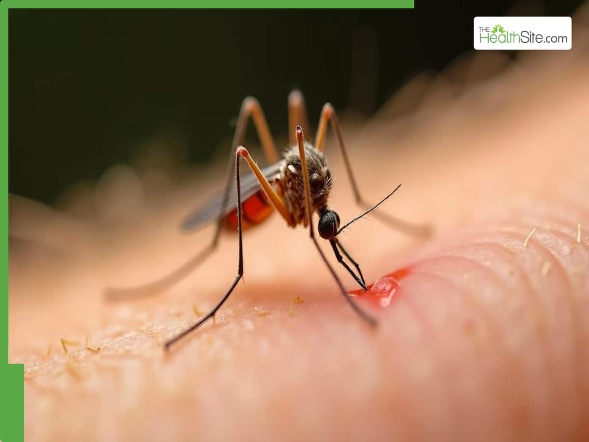 Can Mosquitoes Spread HIV? Here’s What You Need To Know | TheHealthSite.com