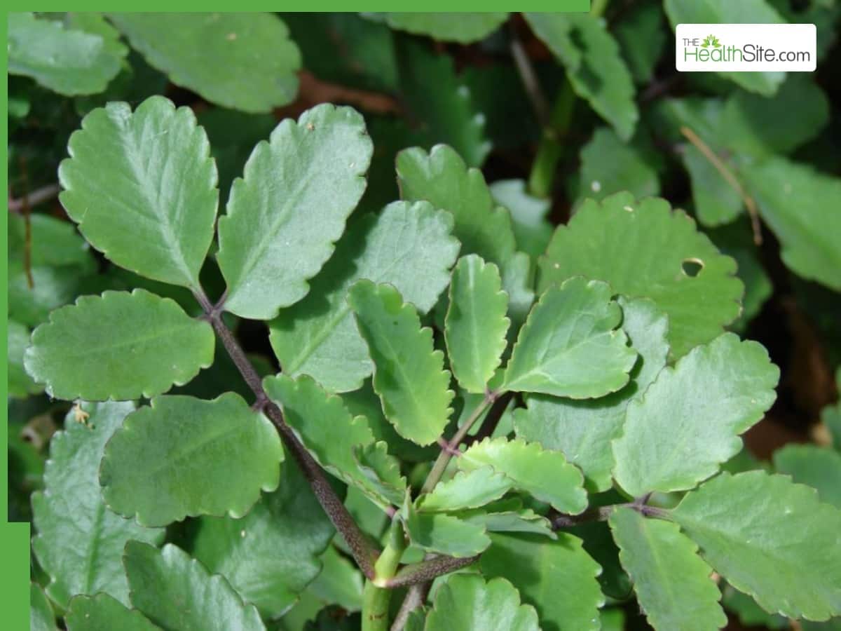 10 Medicinal Uses Of Patharchatta Plant | TheHealthSite.com
