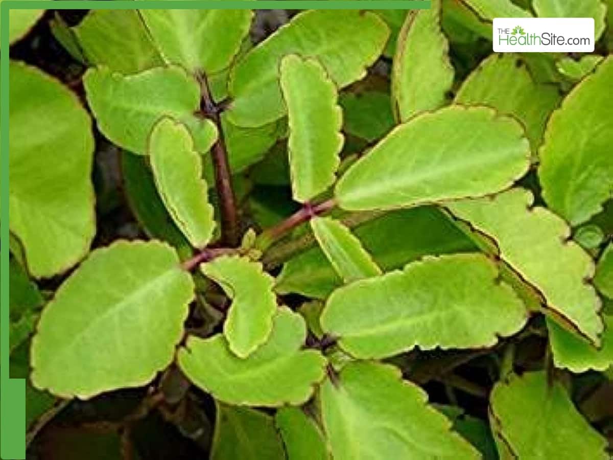 Patharchatta Plant Uses: How Does Patharchatta Plant Benefit In Stones ...