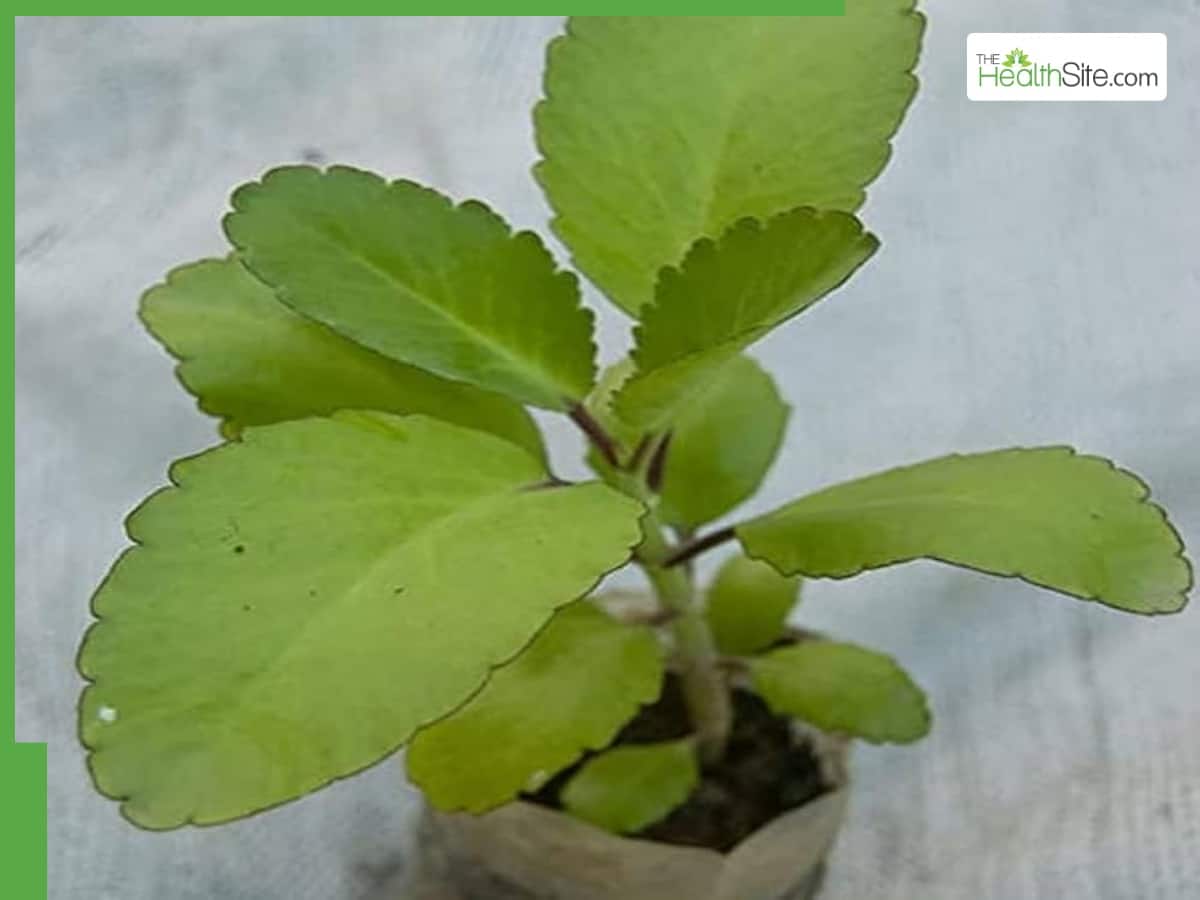 How Do You Use Bryophyllum Pinnatum (Patharchatta) Leaf ...