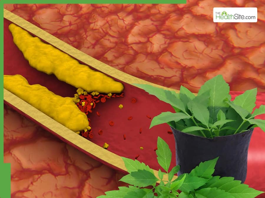 10 Medicinal Plants To Lower High Cholesterol Levels Naturally Without ...