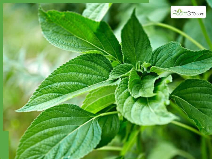 10 Medicinal Uses Of Chia Leaves (Salvia Hispanica) You Should Know ...