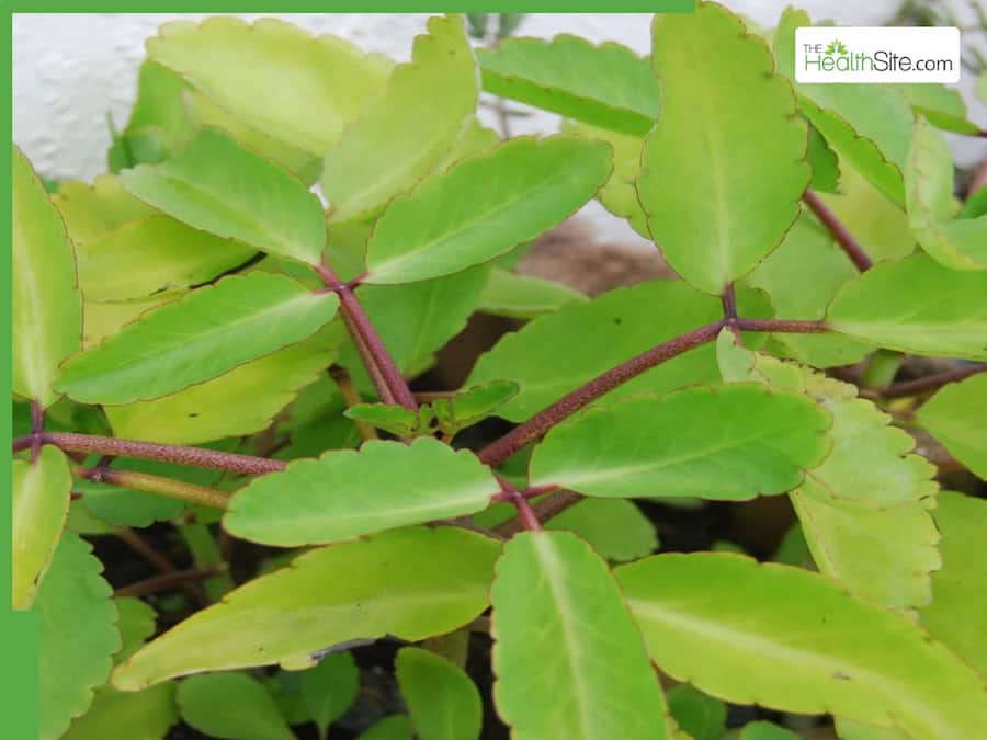10 Medicinal Uses Of Patharchatta Leaves | TheHealthSite.com